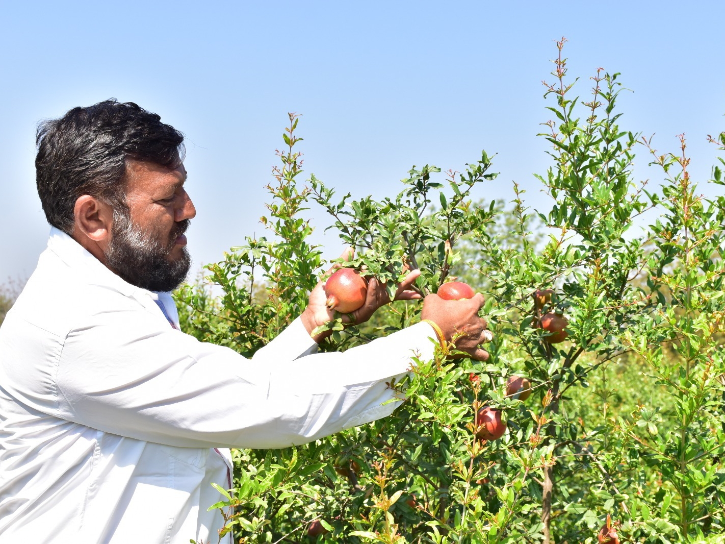 A progressive farmer from Ujda village in Shehra planted 3000 ...