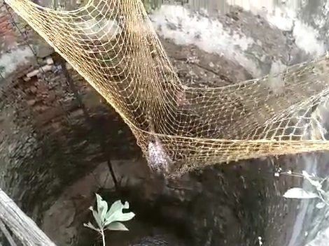 After two hours of effort, the forest department rescued a Nile cow ...