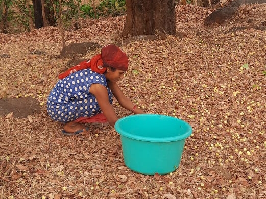 Mahuda trees, known as gold trees, are like Kalpa trees to the tribals ...
