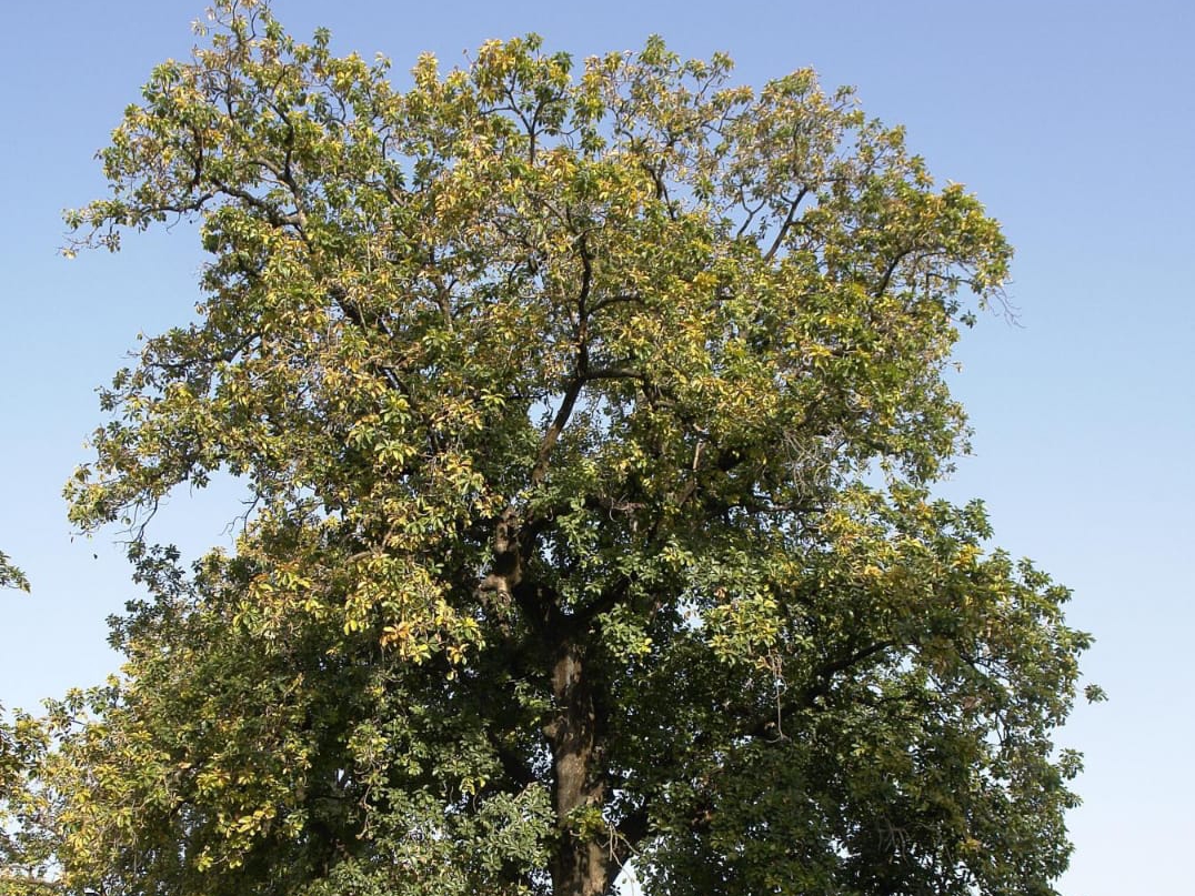Mahuda trees, known as gold trees, are like Kalpa trees to the tribals ...