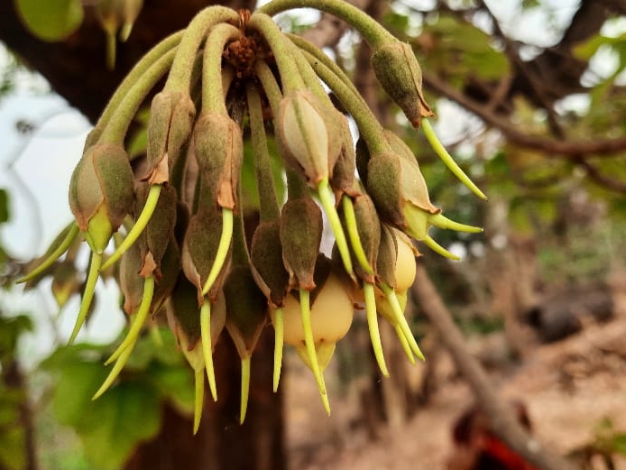 Mahuda trees, known as gold trees, are like Kalpa trees to the tribals ...