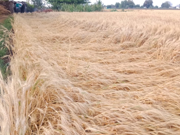Damage to wheat, gram, coriander crops due to unseasonal rain | માવઠાએ ...