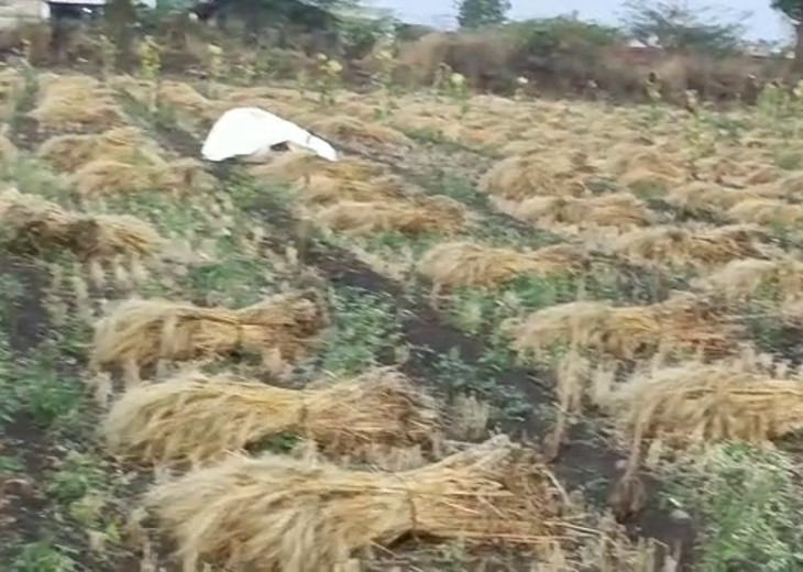 Damage to wheat, gram, coriander crops due to unseasonal rain | માવઠાએ ...
