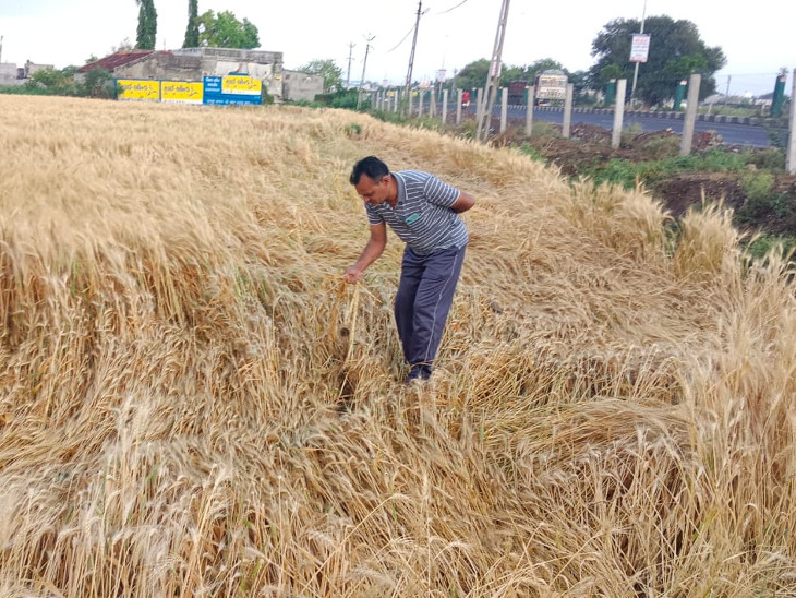 Damage to wheat, gram, coriander crops due to unseasonal rain | માવઠાએ ...