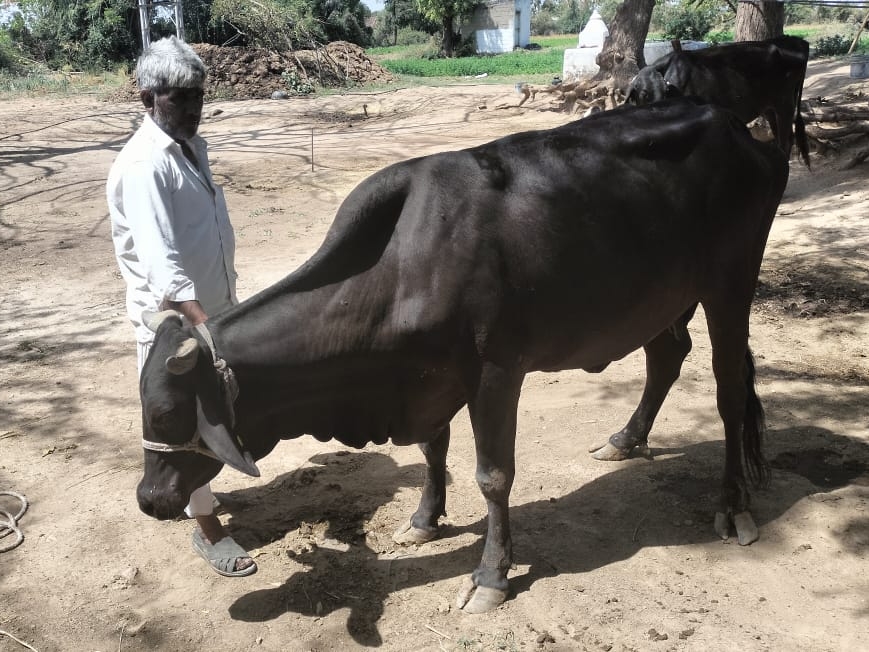 A suffering cow was successfully operated in Shergarh Odhwa village of ...