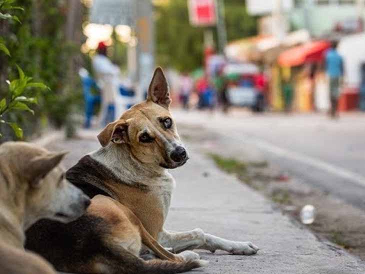 A census of stray dogs will be conducted in Mumbai from April