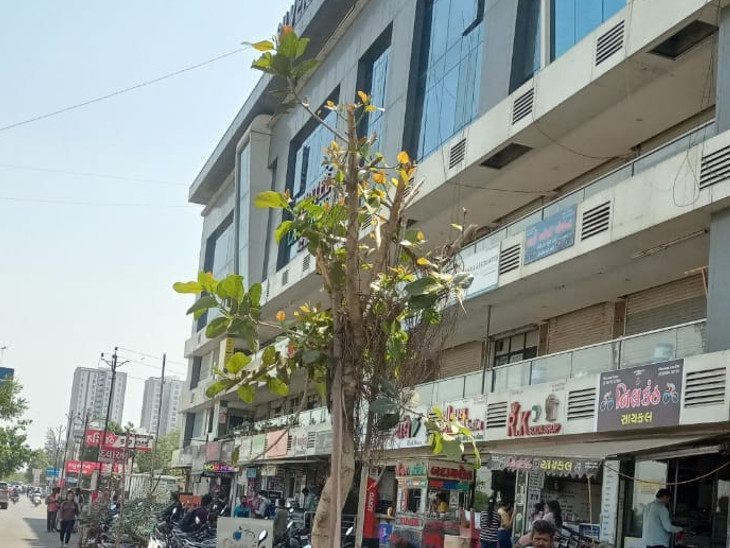 The Green Army members quickly handed over the trees, including banyan ...