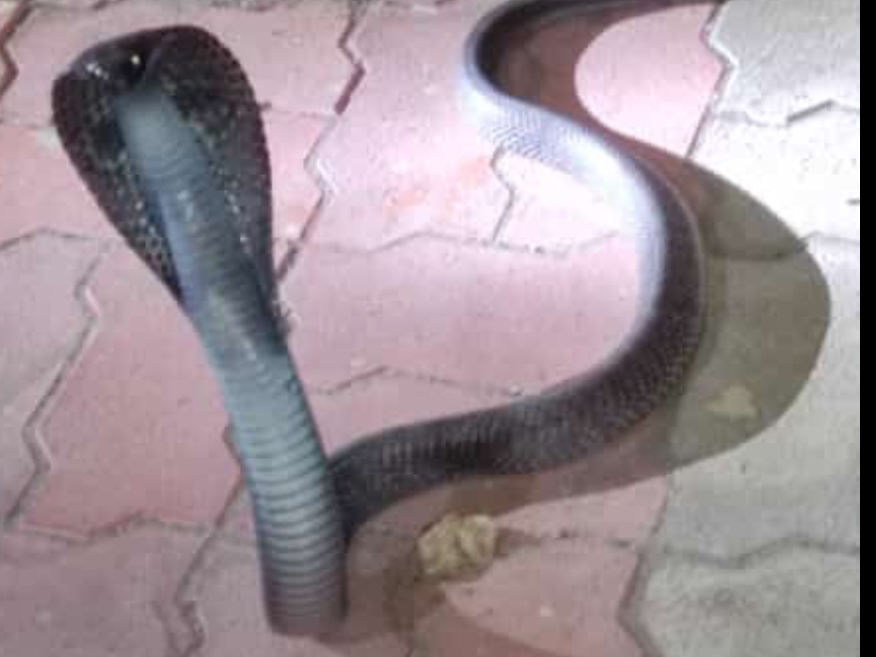 Pandarwa village of Khanpur rescues a venomous cobra snake; Leaving the ...