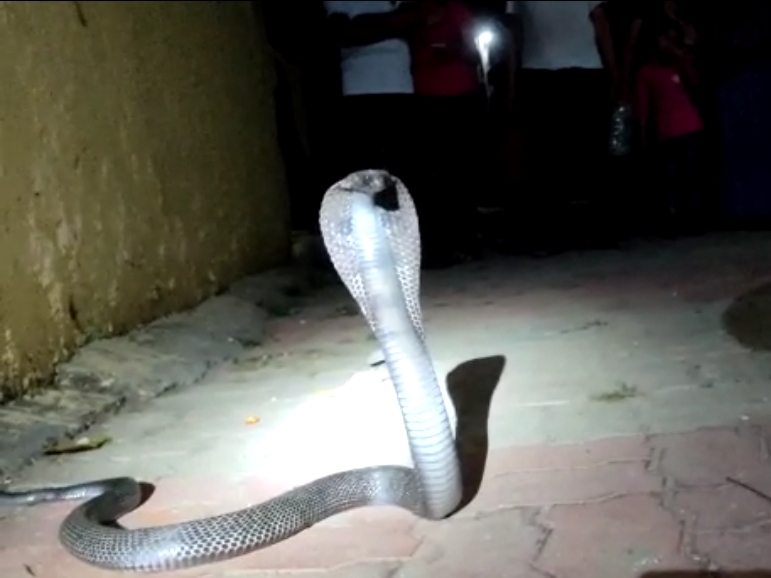 Pandarwa village of Khanpur rescues a venomous cobra snake; Leaving the ...
