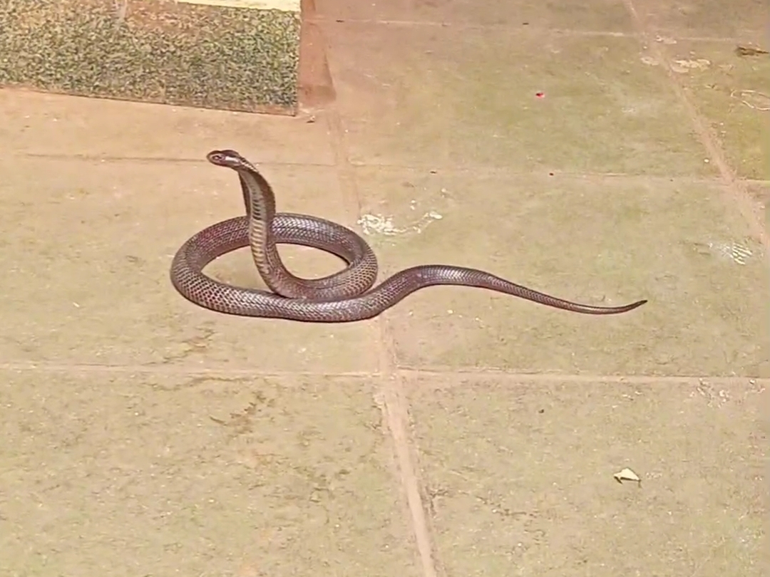 ડીસાના નીલકંઠ પ્લાઝા શોપિંગમાં સાપ આવી જતા લોકોમાં ભયનો માહોલ; 5 ફૂટ ...