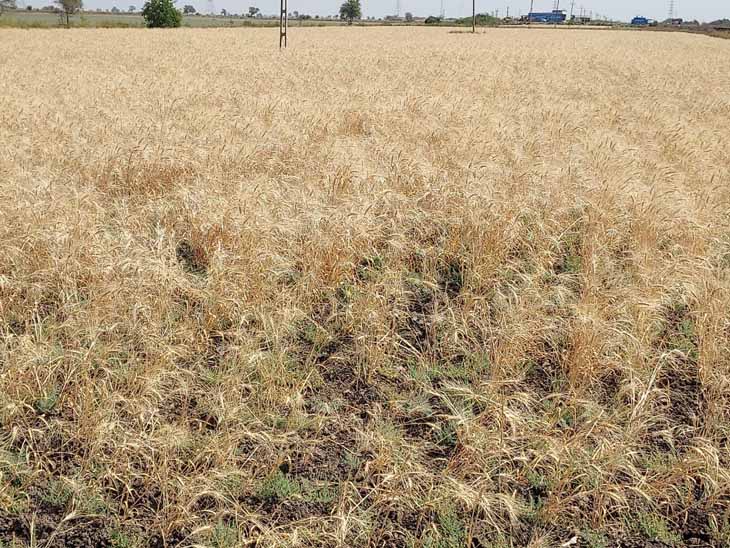 ભાલિયા ઘઉં અને ચણાના વાવેતરમાં ઘટાડો | Reduction in cultivation of ...