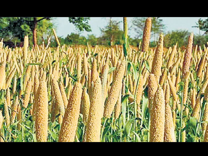 An increase of 1,200 hectares in sesame cultivation this year | કૃષિ ...