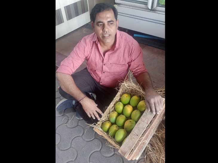 Sales of Maharashtra's Ratnagiri Hafoos mangoes boom in Vapi ...