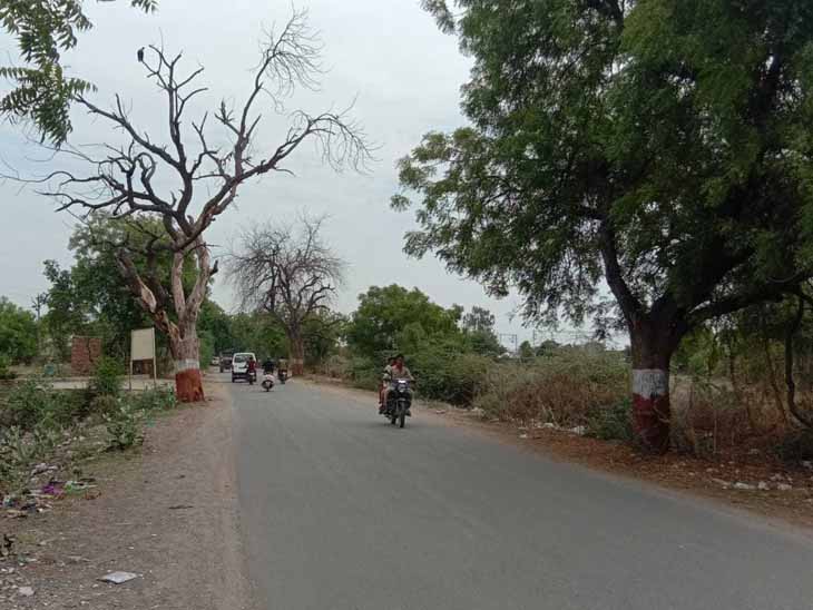Barely 200 of the 400 trees are left in the green neem grove on the ...