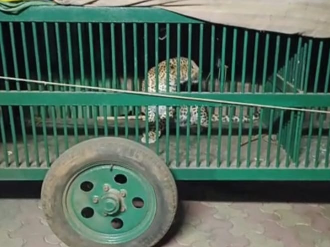 At Ahwa, the old townspeople were greeted with hoofed leopard cages ...