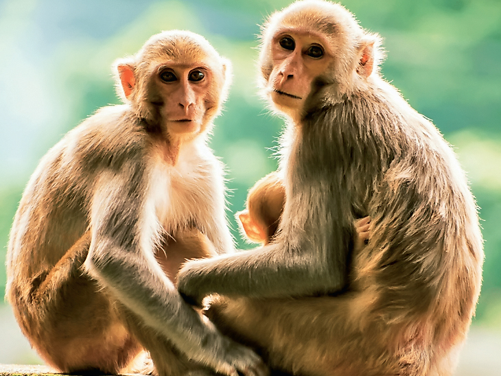 There is manliness in being afraid of monkeys! | બુધવારની બપોરે ...