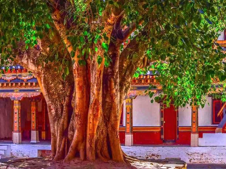 Vaishakh Poonam A festival of worship to Lord Vishnu, the tradition of ...