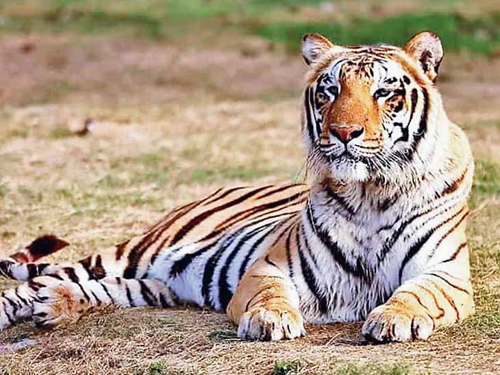 India became the largest home of tigers | ‌‌વિશેષ: ભારત બન્યું વાઘોનું ...