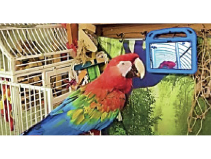 Read the parrot howl!