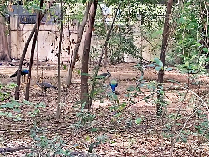 પ્રથમ વખત કપિરાજ સહિતનાં તૃણાહારી પશુ-પક્ષીની ગણતરી | For the first ...