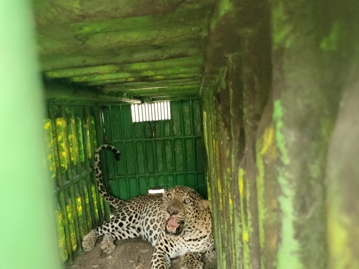 A five-year-old panther roaming the outskirts of Puna village has ...