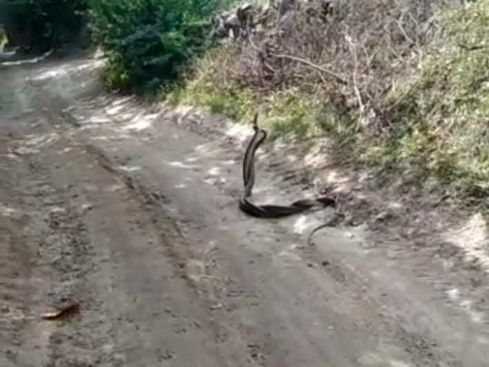 Rare sightings of snakes seen in rural parish of Khambhalia; The love ...