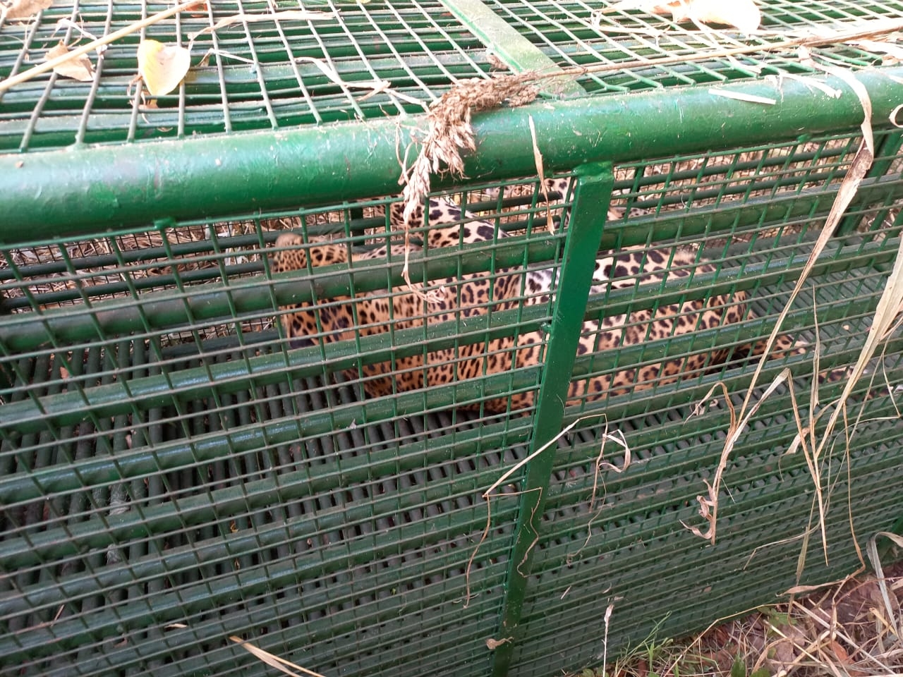 Deroli village full of leopard cage: A week ago, the cage was left in ...