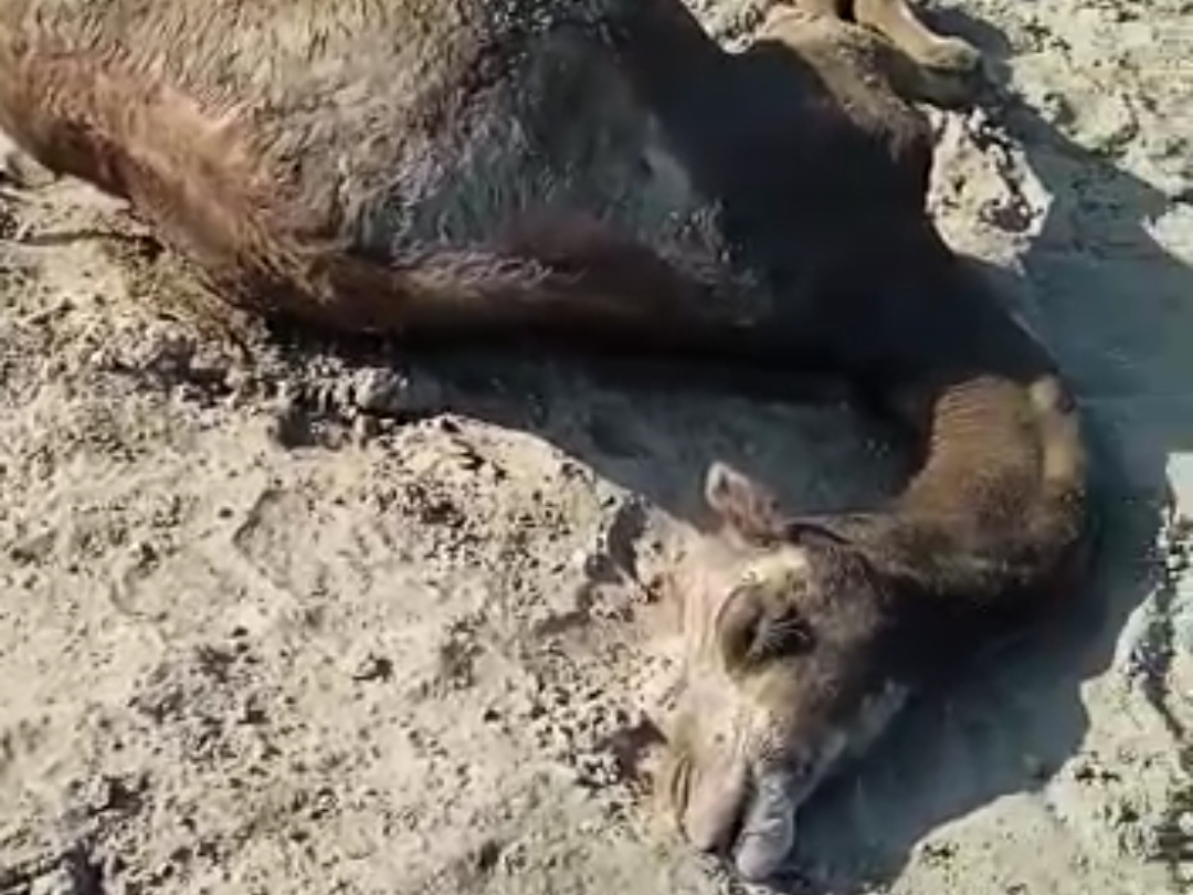 The incident in Katchipura village of Bharuchana Wagra, loss of lakhs ...