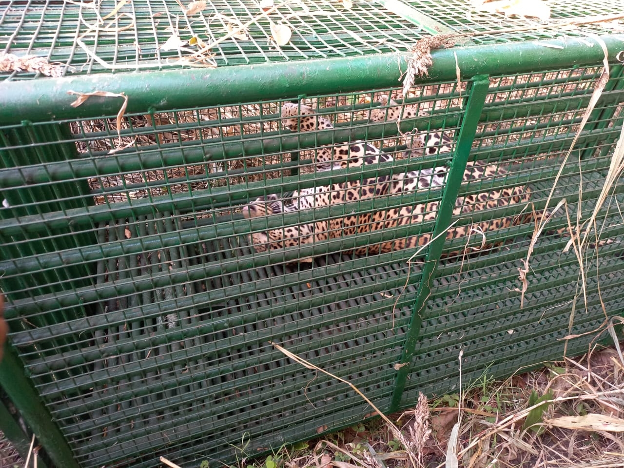 Deroli village full of leopard cage: A week ago, the cage was left in ...