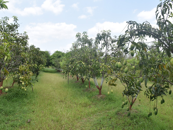 Raised more than 1500 varieties of mango trees in the land | પ્રાકૃતિક ...