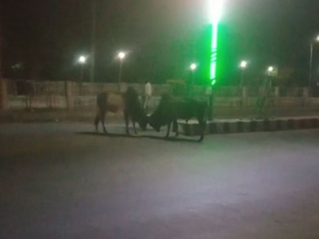 Pedestrian injured by war-ridden bulls in Disa, major damage to a car ...