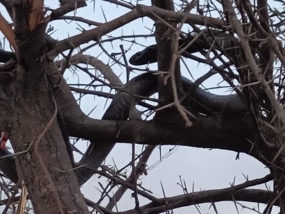 A snake was spotted on a native acacia tree in Lakhpat's Keyari village ...