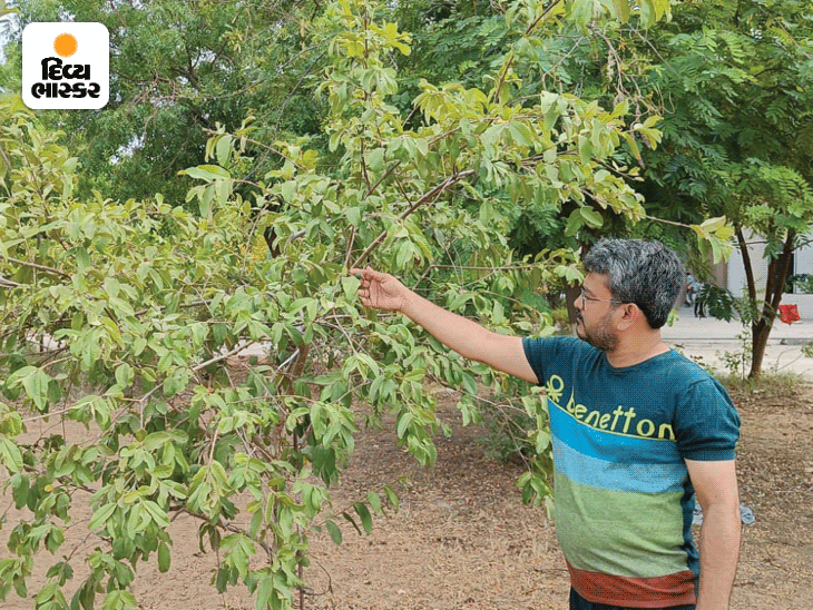 Hemchandracharya University's unique initiative to combat global ...