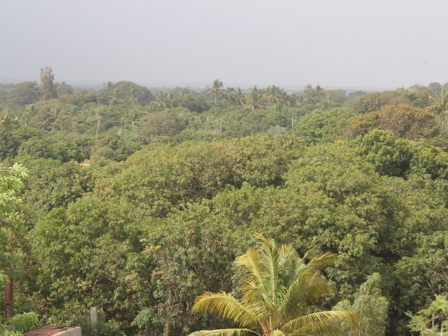 More than 2 lakh saplings will be distributed and planted through ...