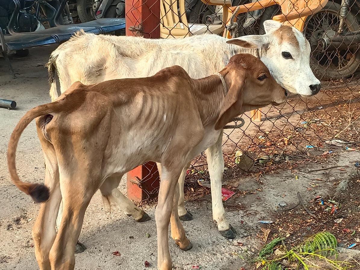 An Isam was caught with a quantity of beef in Godhra; Two cows were ...