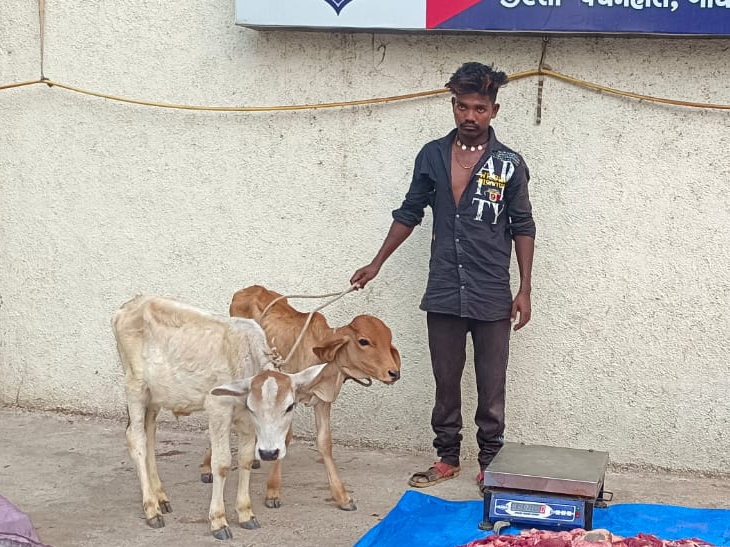 An Isam was caught with a quantity of beef in Godhra; Two cows were ...