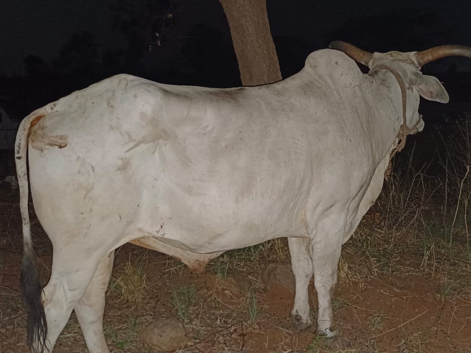 An Isam was caught with a quantity of beef in Godhra; Two cows were ...