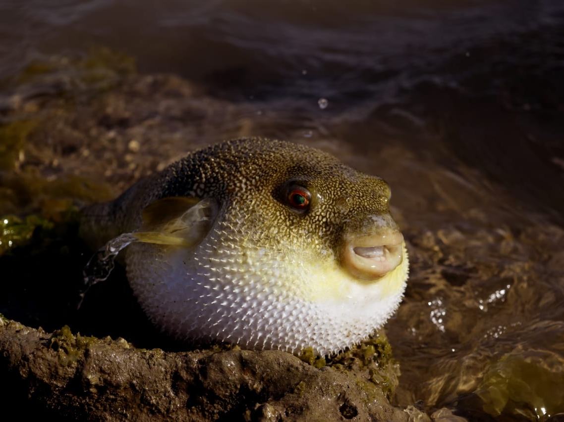 The Marine National Park at Jamnagar is dedicated to the importance ...