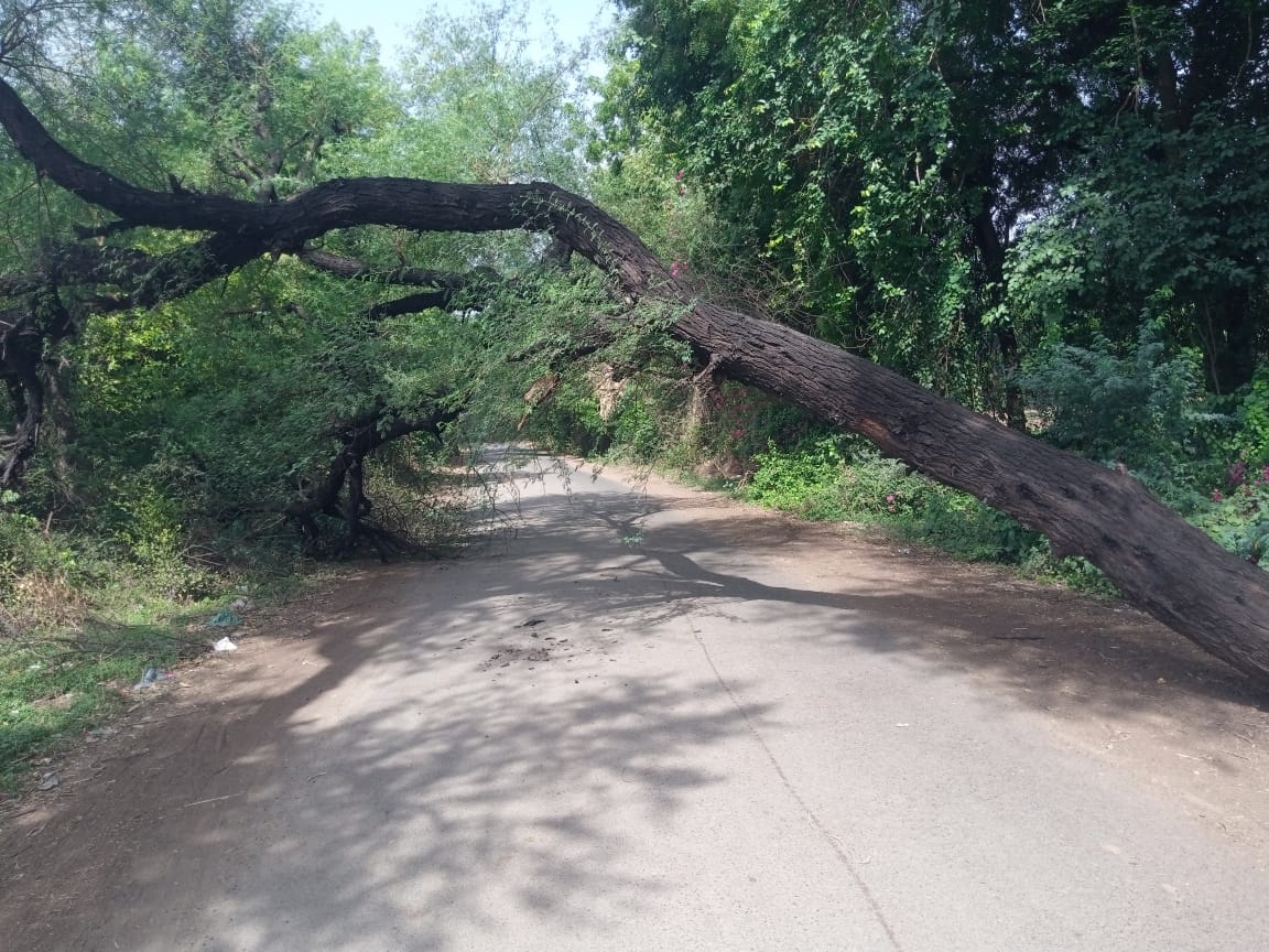 Acacia trees fell on the side of the road near Bawa Math village in ...