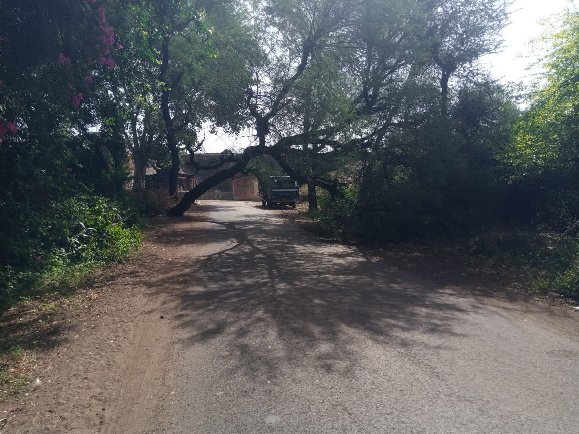 Acacia trees fell on the side of the road near Bawa Math village in ...