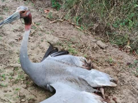 કડીના બોરીસણા ગામે સારસ પક્ષી વીજ તારે અથડાતા કરંટ લાગવાથી ઇજાગ્રસ્ત ...