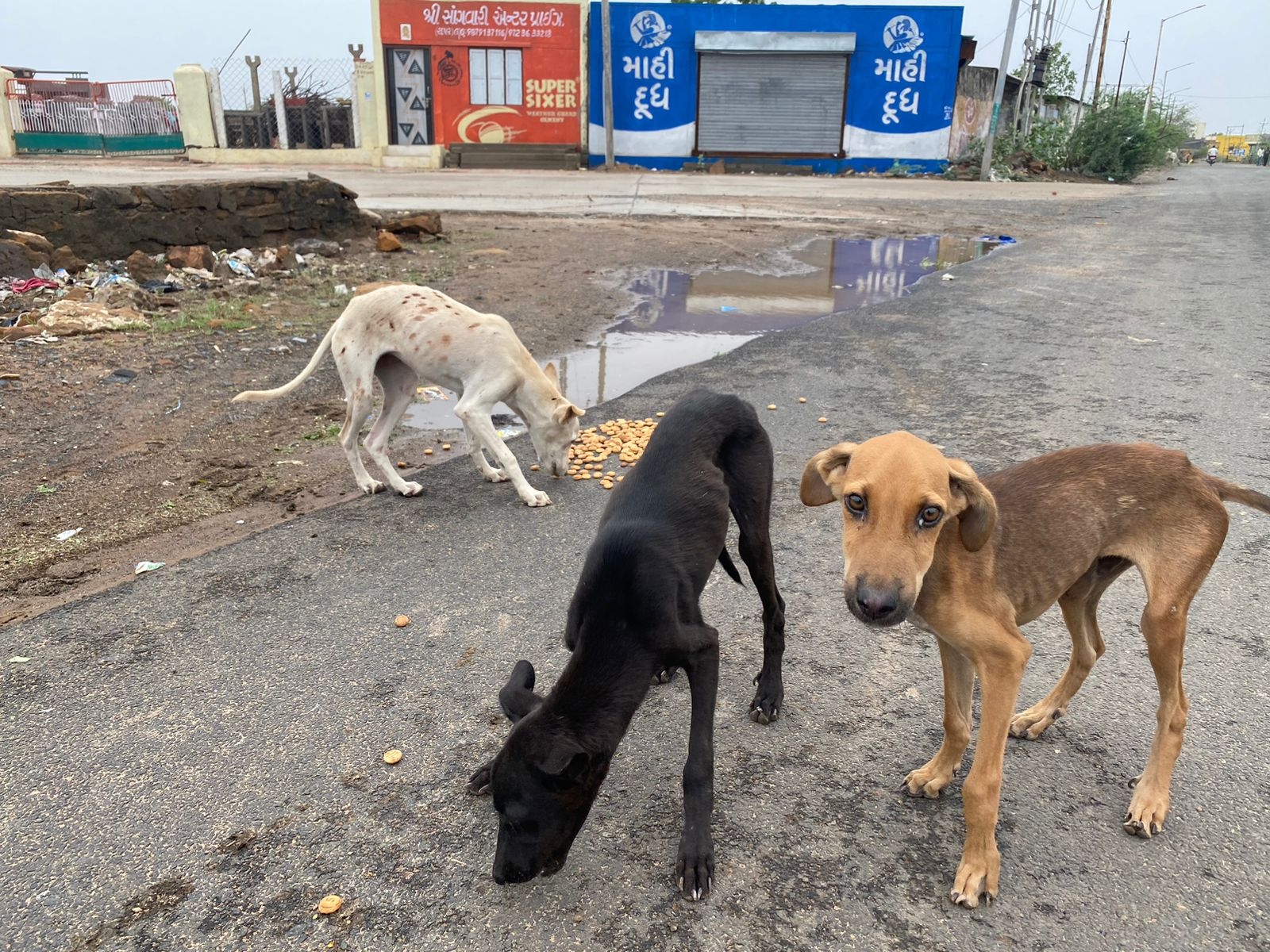 The philanthropic youth of Rapar created fodder for the cattle and food ...