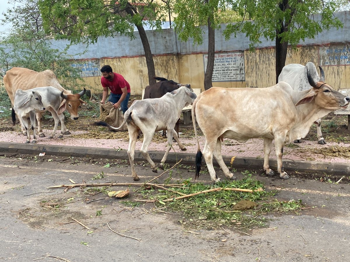 The philanthropic youth of Rapar created fodder for the cattle and food ...