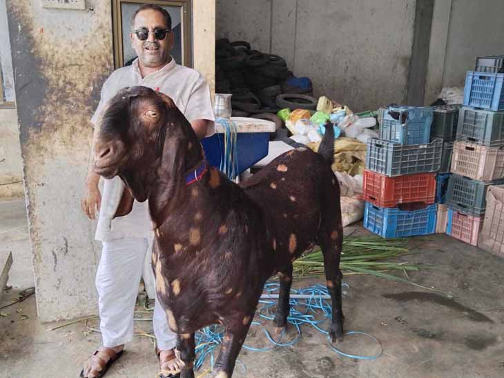 More than 6 thousand animals will be sacrificed on Bakri Eid | ભાસ્કર ...