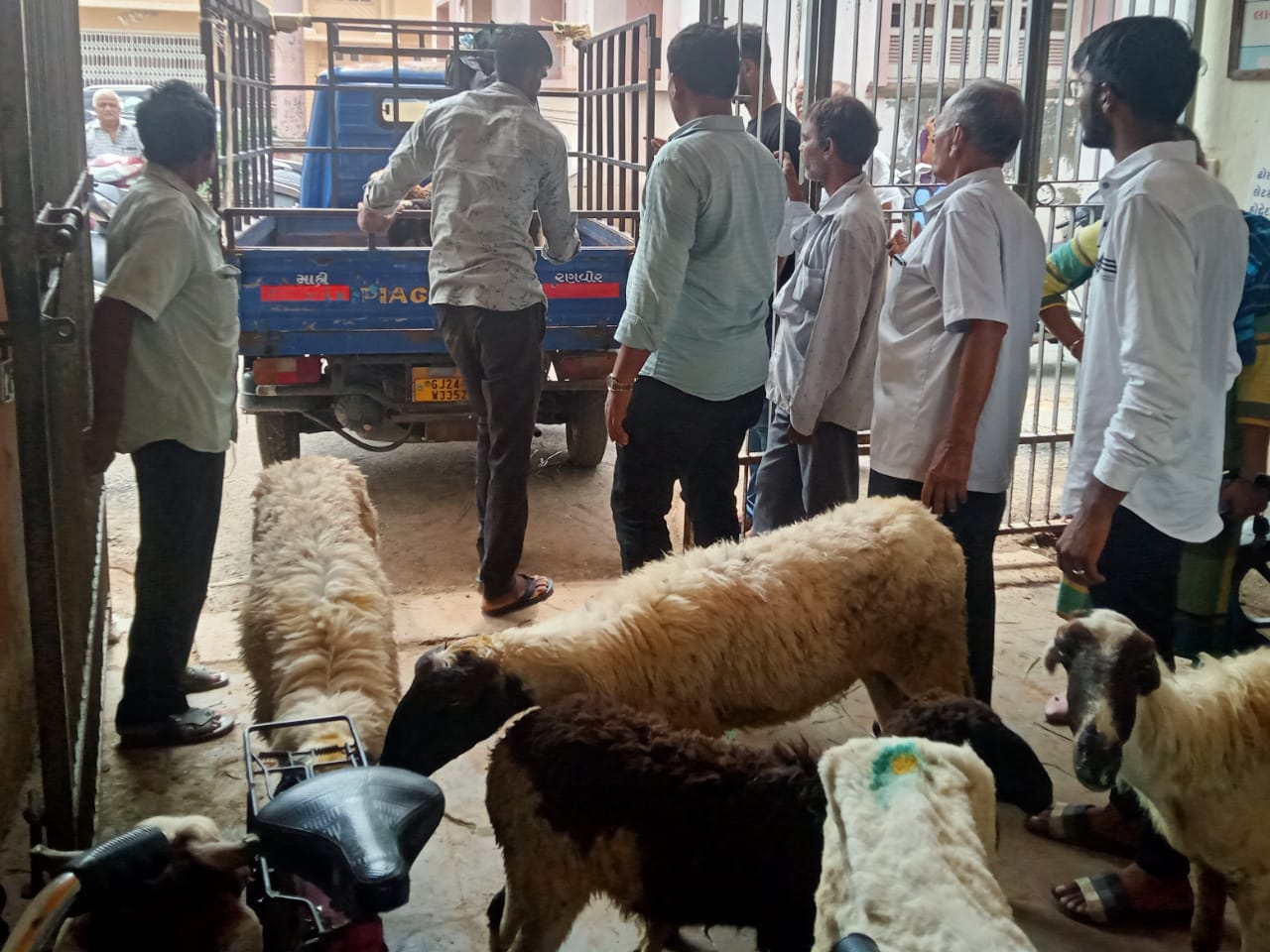 As many as 46 sheep and goats were rescued from the slaughterhouse by ...