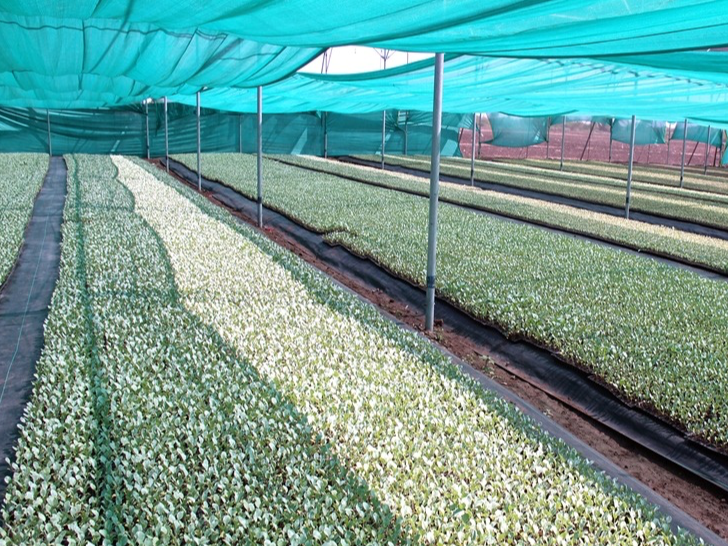 A farmer in Rajkot earns more than 6 lakh a year by raising saplings ...