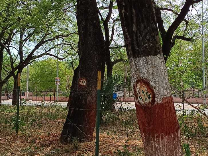 5 thousand trees will be cut for sewer line on 4 main roads | હરિયાળીનો ...