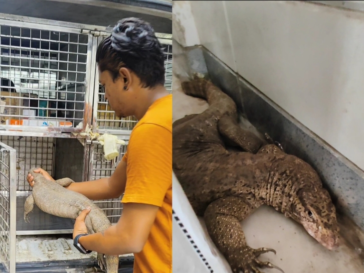 A Monitor Lizard, 3.5 feet in size and 4 kg in weight, was rescued in ...