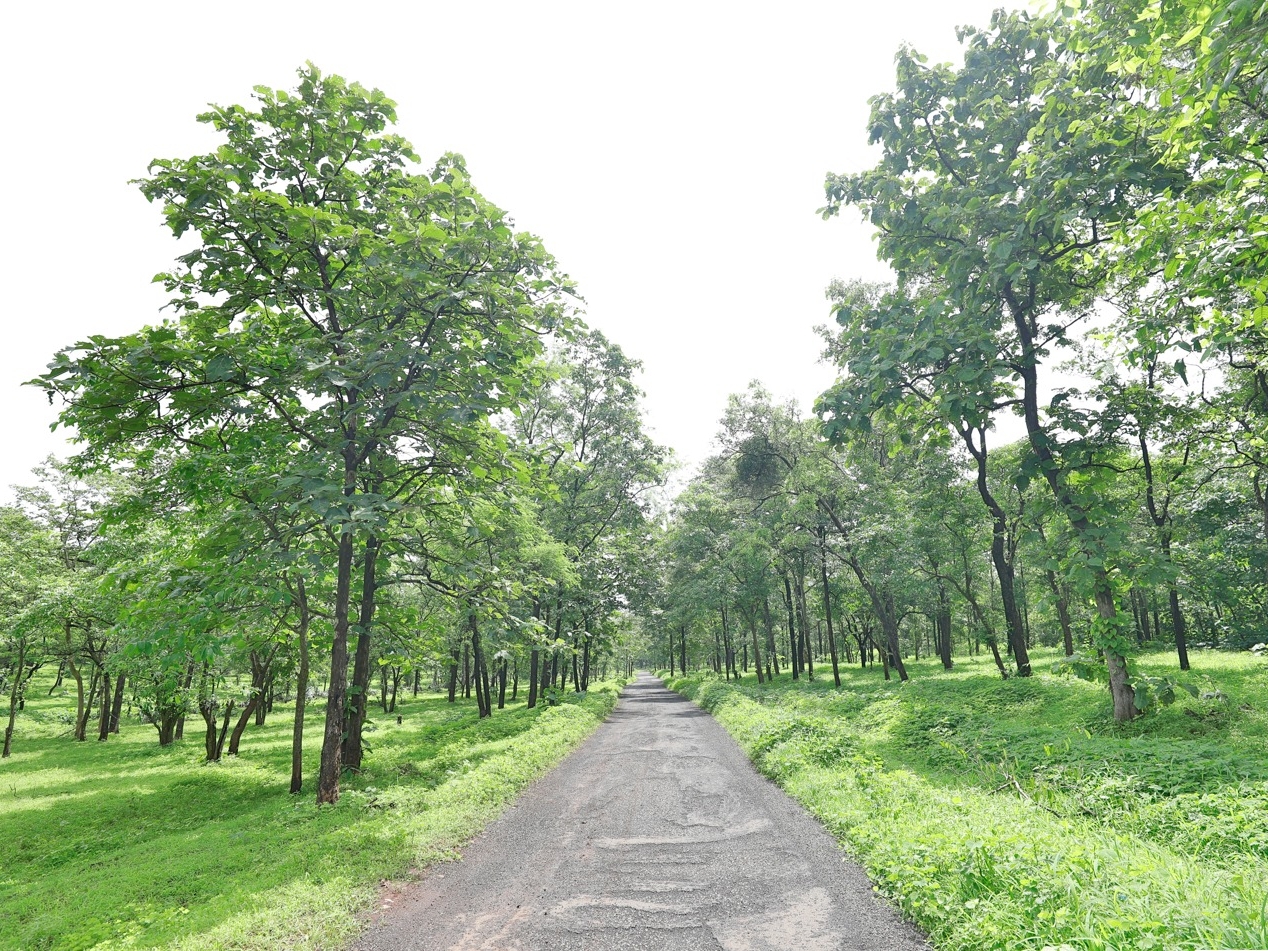 Eco Tourism Camp Site at Divatan Village in Umarpada by Tourism ...