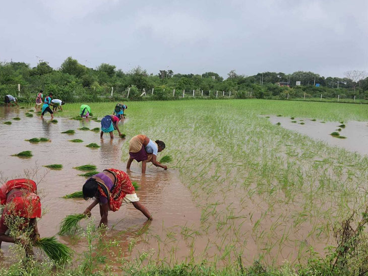 Sowing of monsoon crops increased to 2500 hectares in the last two days ...